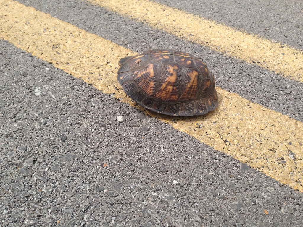 Turtle Crossing - Bonnie Blaylock - https://www.bonnieblaylock.com/wp ...